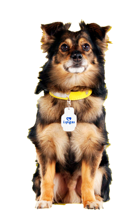 Gas licuado en La Florida a domicilio - Florigas